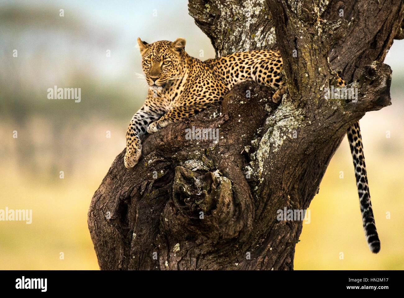 Tanzania leopard tree hi-res stock photography and images - Alamy