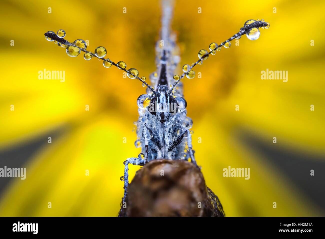 Butterfly with dew drops on its antennae Stock Photo - Alamy