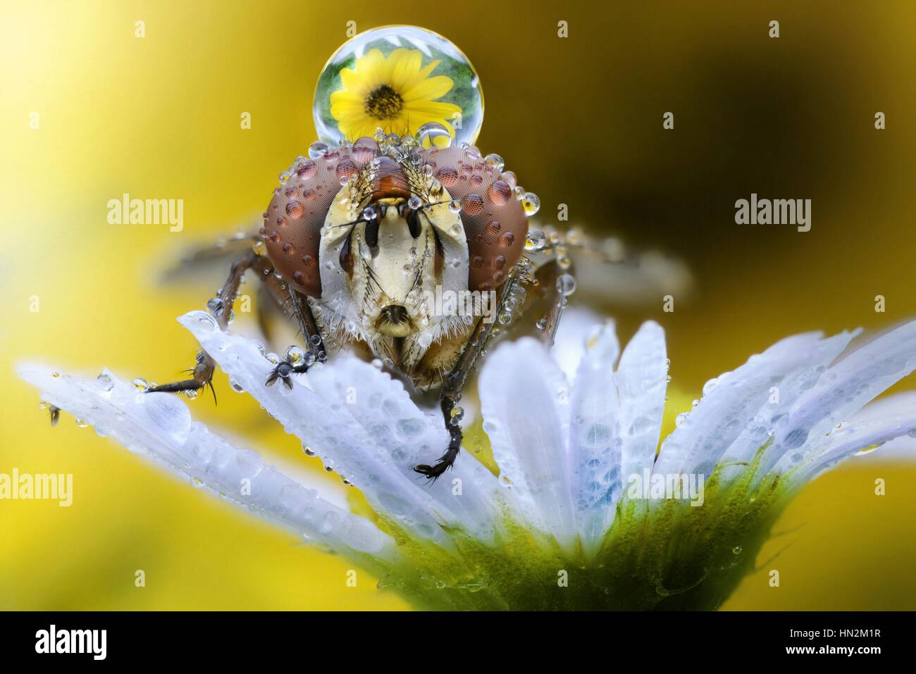 Diptera fly droplet hi-res stock photography and images - Alamy