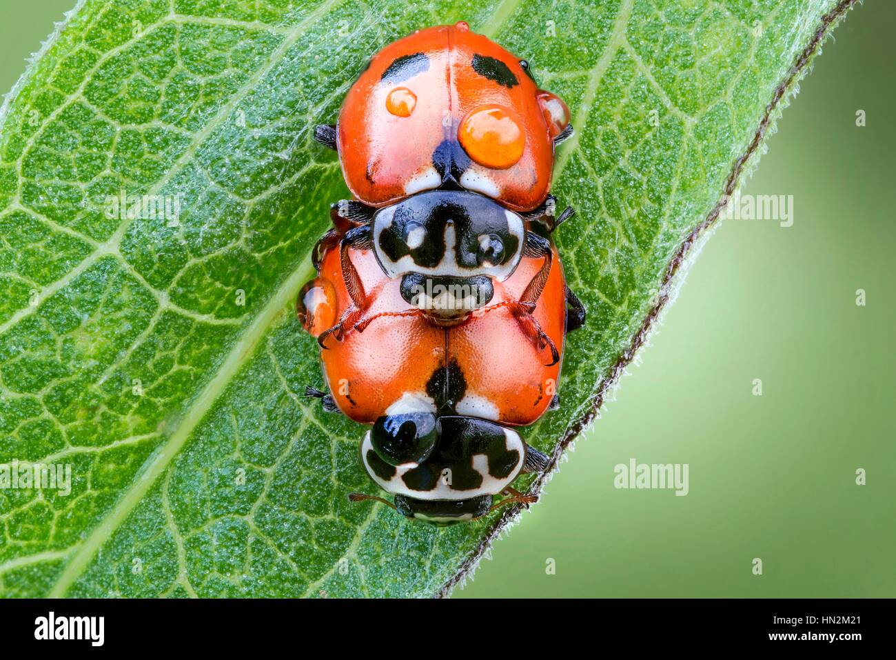 Two ladybirds mating on a leaf Stock Photo - Alamy