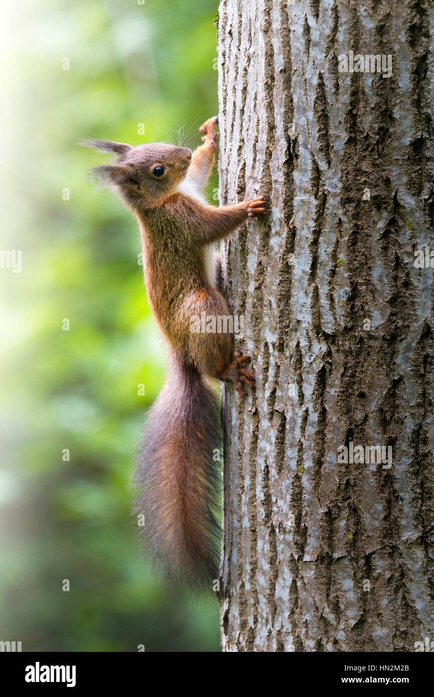 Red squirrel on the trunk of a tree. Parma, Italy Stock Photo - Alamy