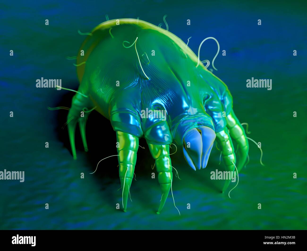 Dust mite, illustration Stock Photo - Alamy