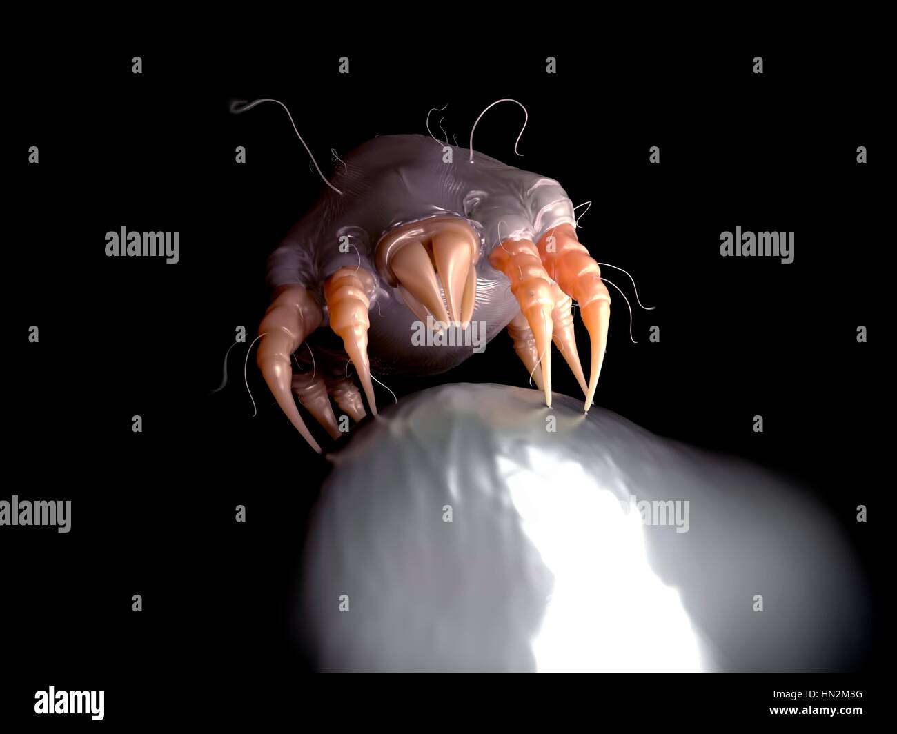 Dust mite on needle, illustration Stock Photo - Alamy