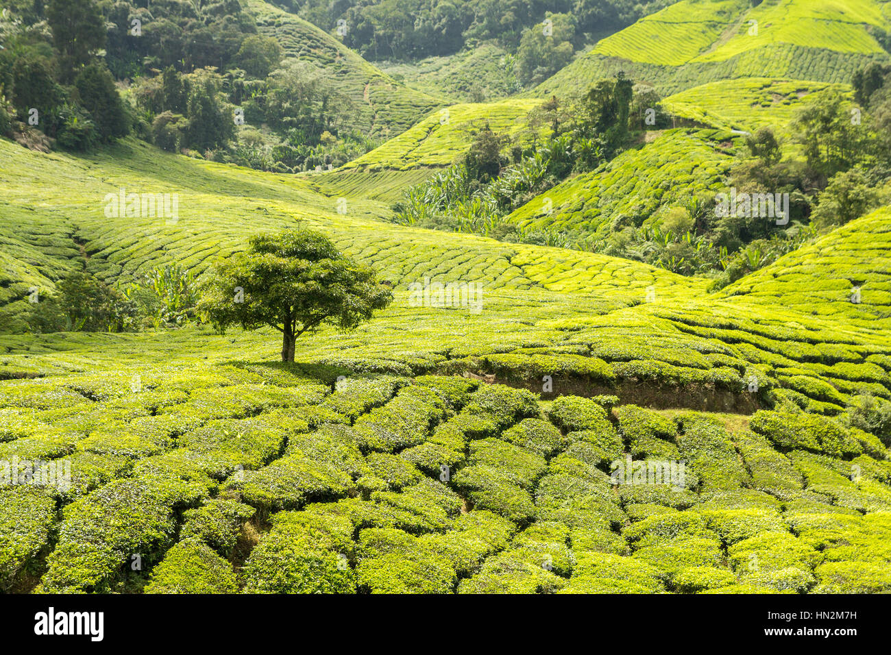 Beautiful assam hi-res stock photography and images - Alamy