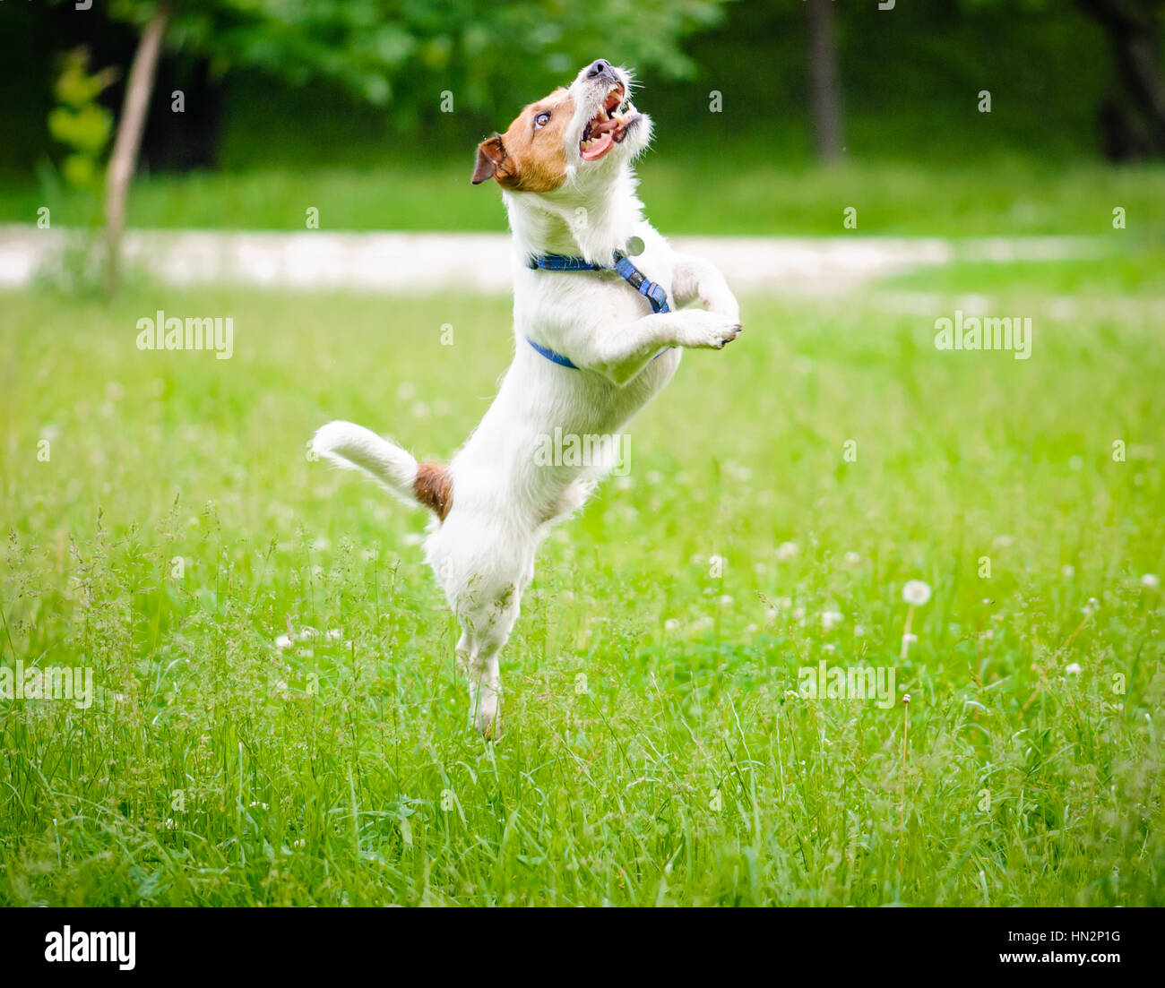Happy active dog hi-res stock photography and images - Alamy