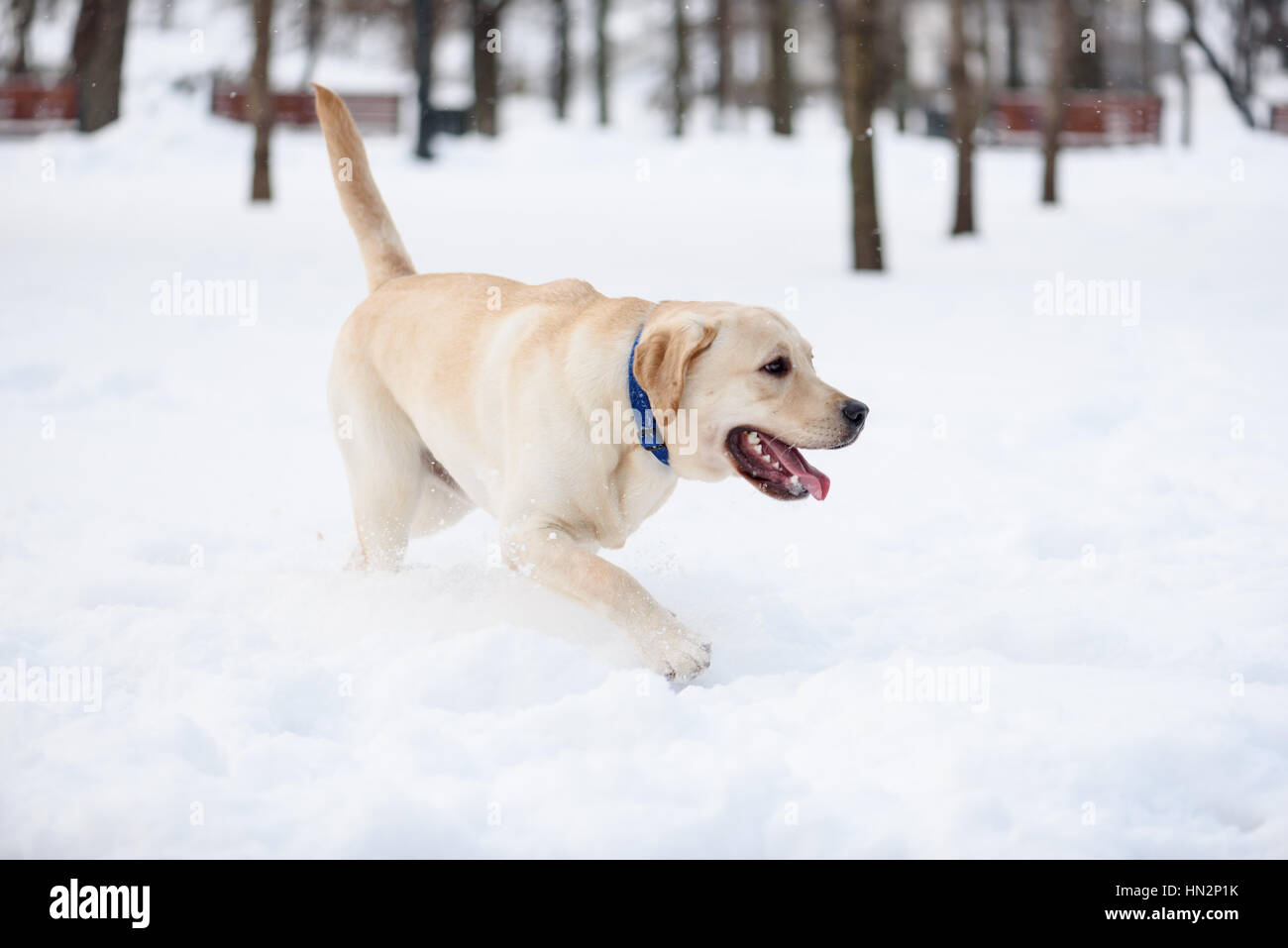 Walking labrador retriever hi-res stock photography and images - Alamy