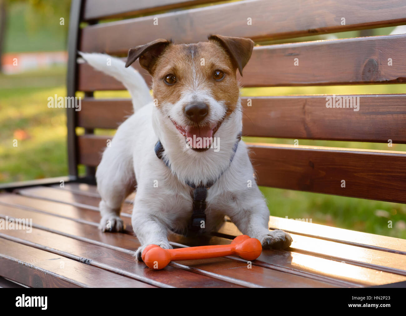 Dog lying down on walk hi-res stock photography and images - Alamy