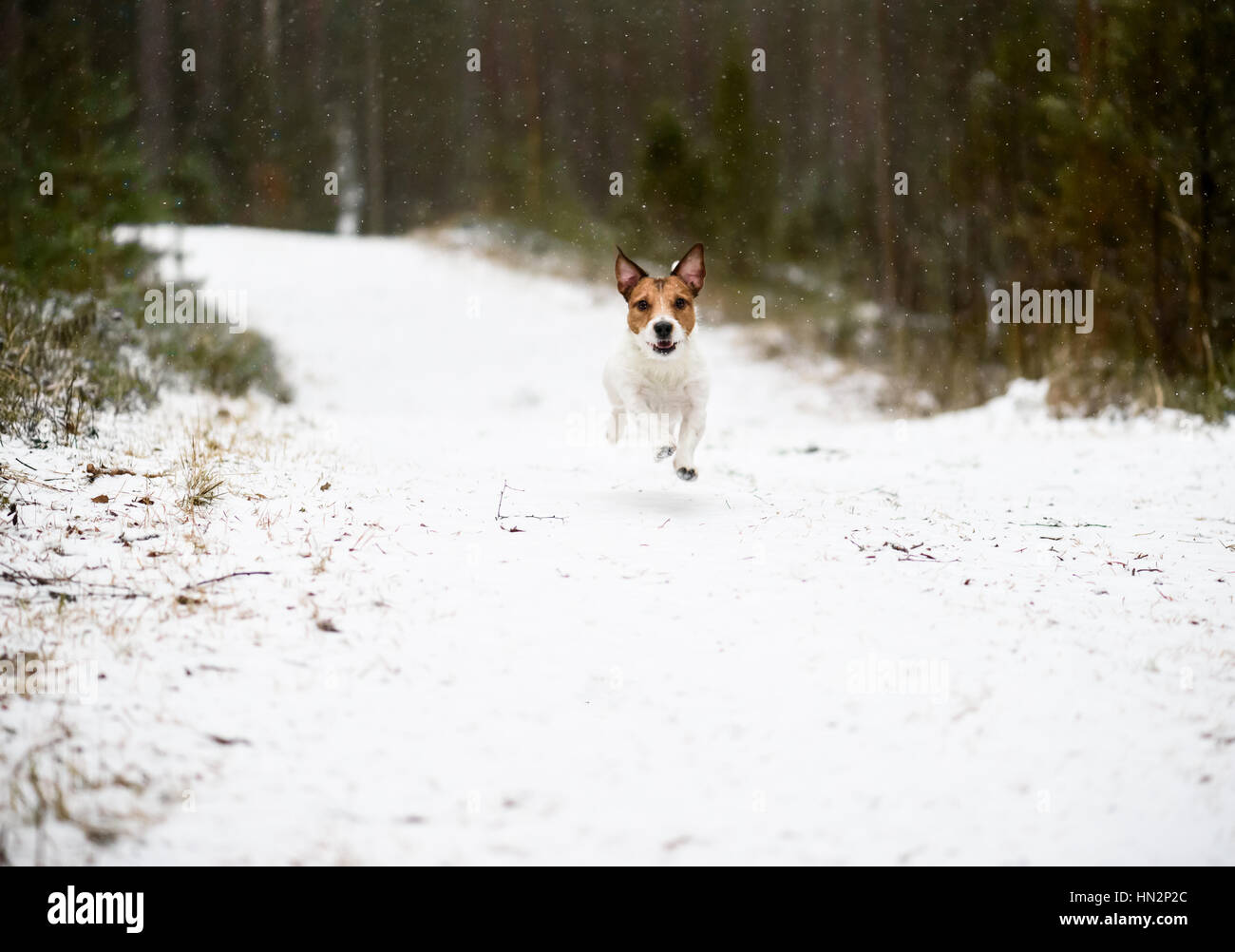Funny runner jogging off leash at forest hiking track Stock Photo - Alamy