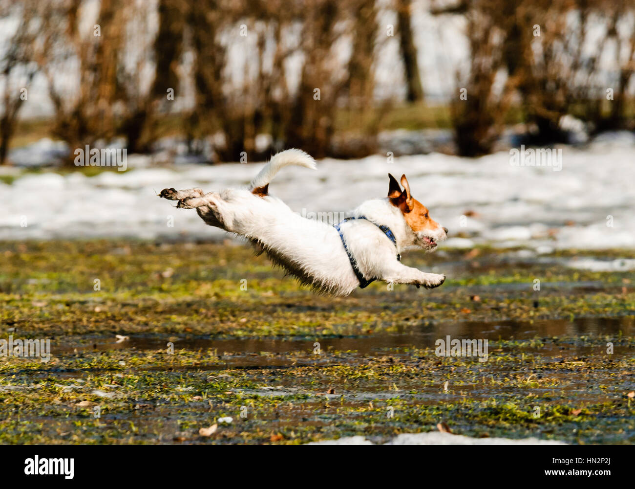 Dog jumping over a puddle at spring park Stock Photo - Alamy
