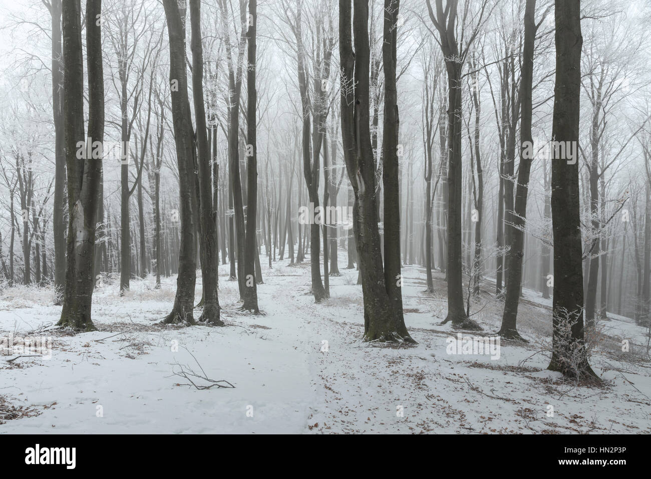 Dreamy foggy forest trail during winter Stock Photo - Alamy