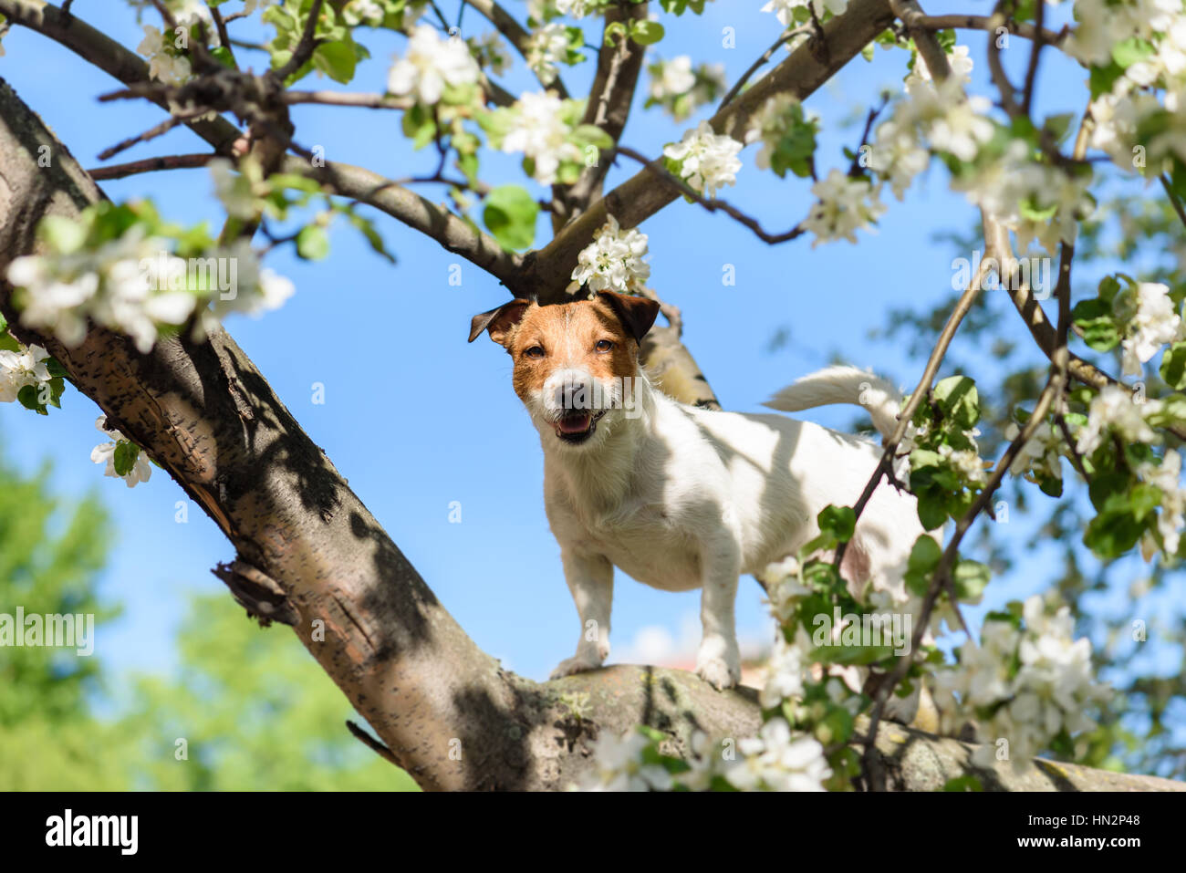 Dog with apple tree hi-res stock photography and images - Alamy