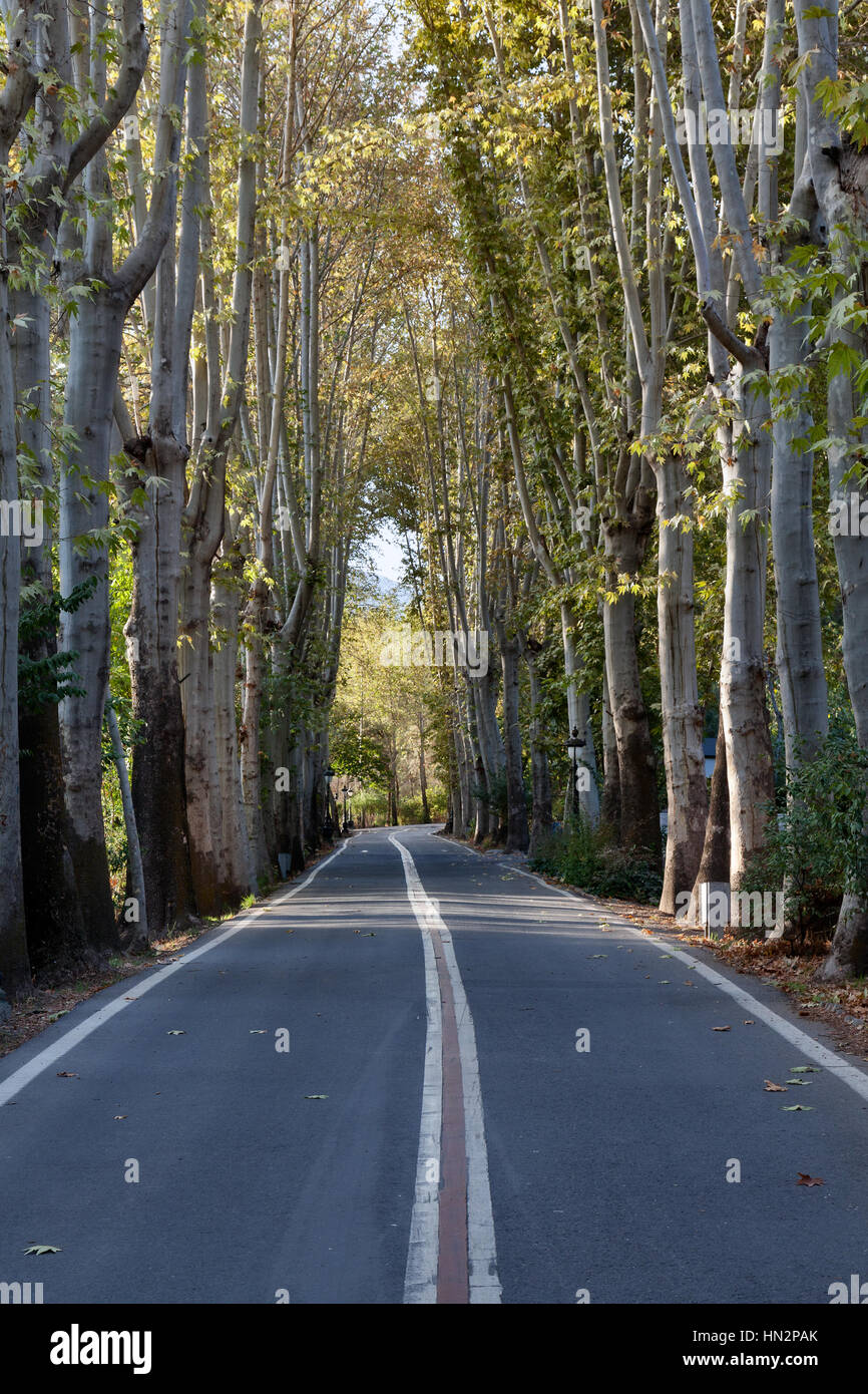 Road running through autumn fall tree alley in Sa'dabad park, Tehran ...