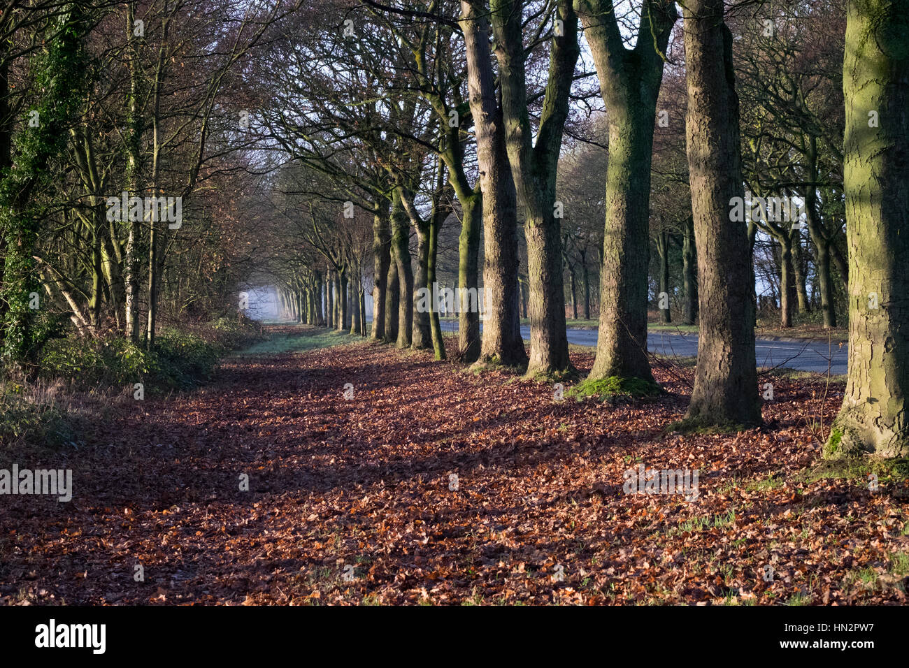 Country path through trees Stock Photo - Alamy