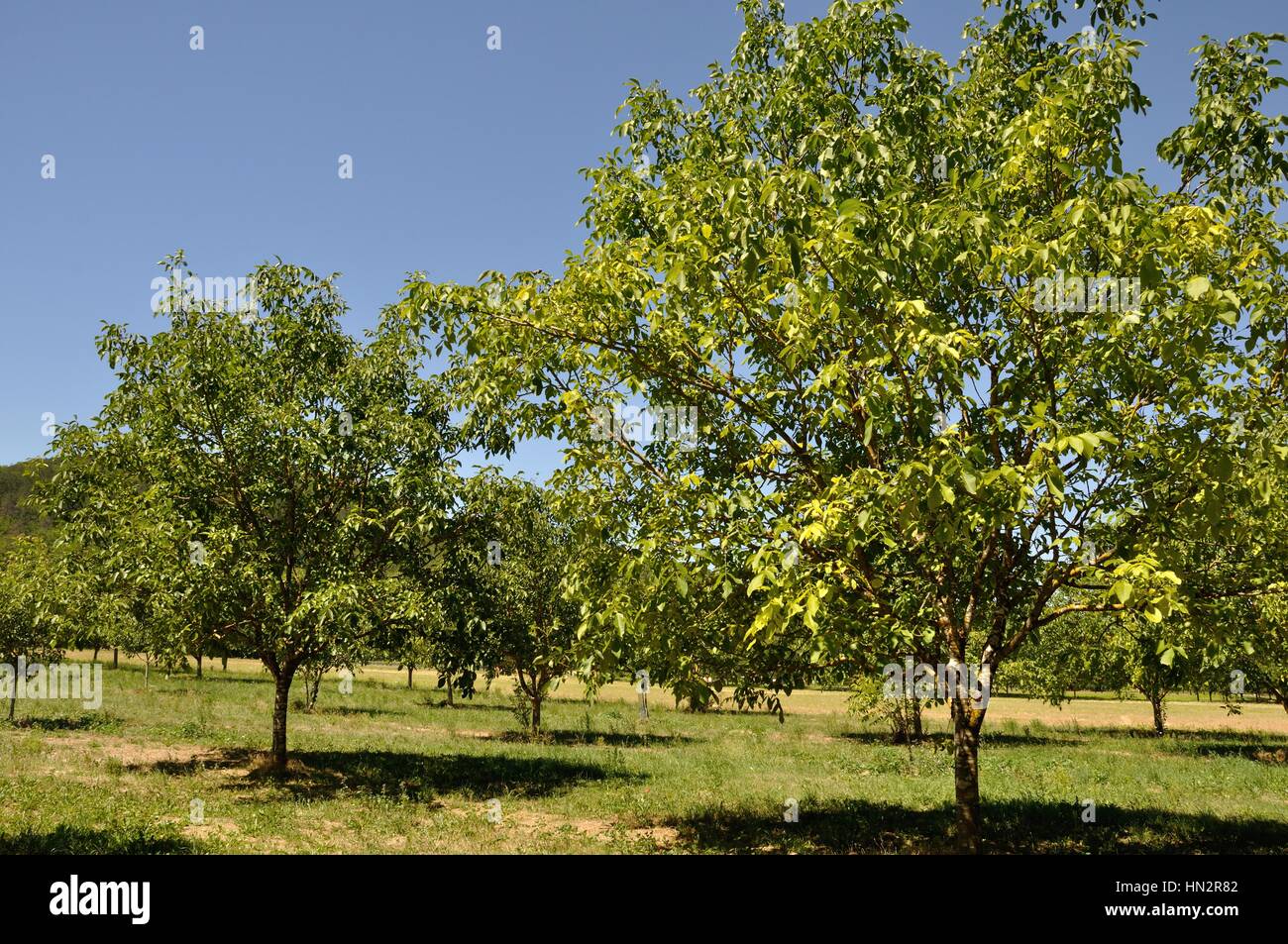 Trees in fields Stock Photo - Alamy