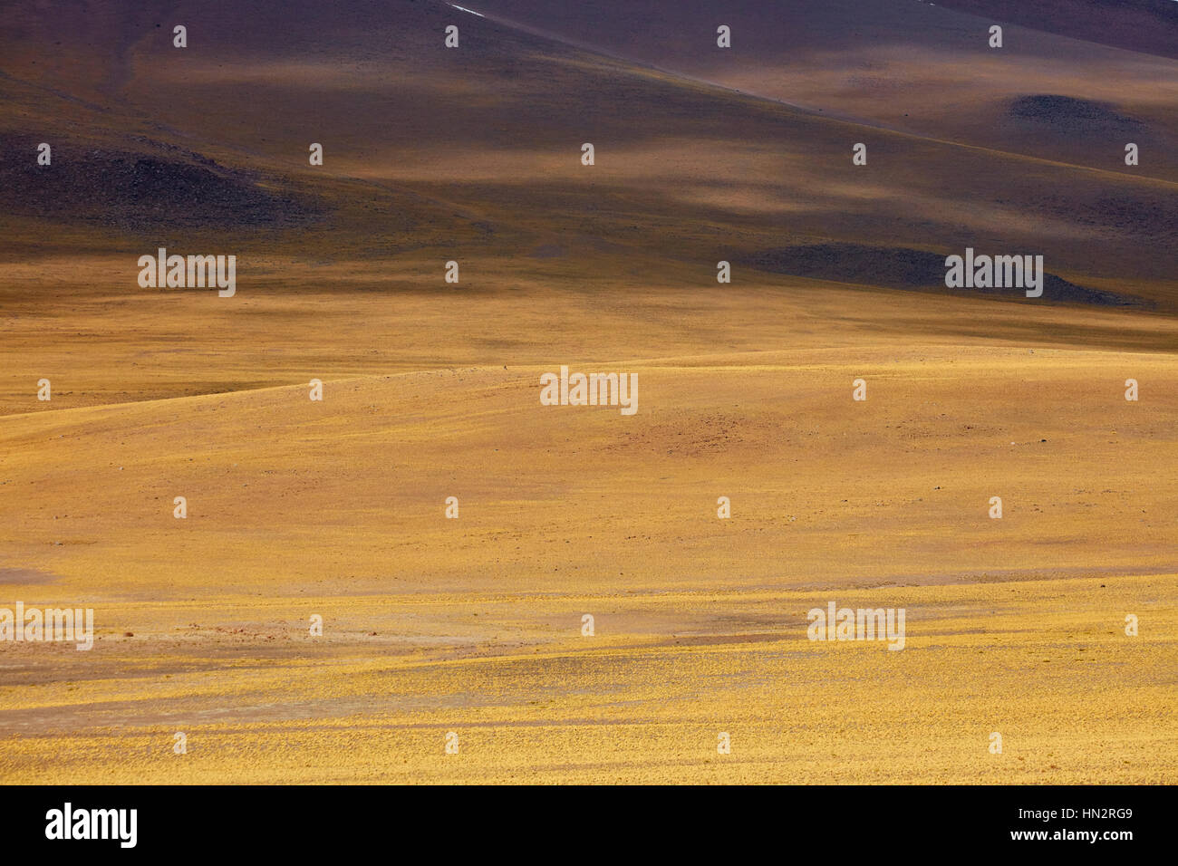 Golden gras land in the atacama desert Stock Photo - Alamy