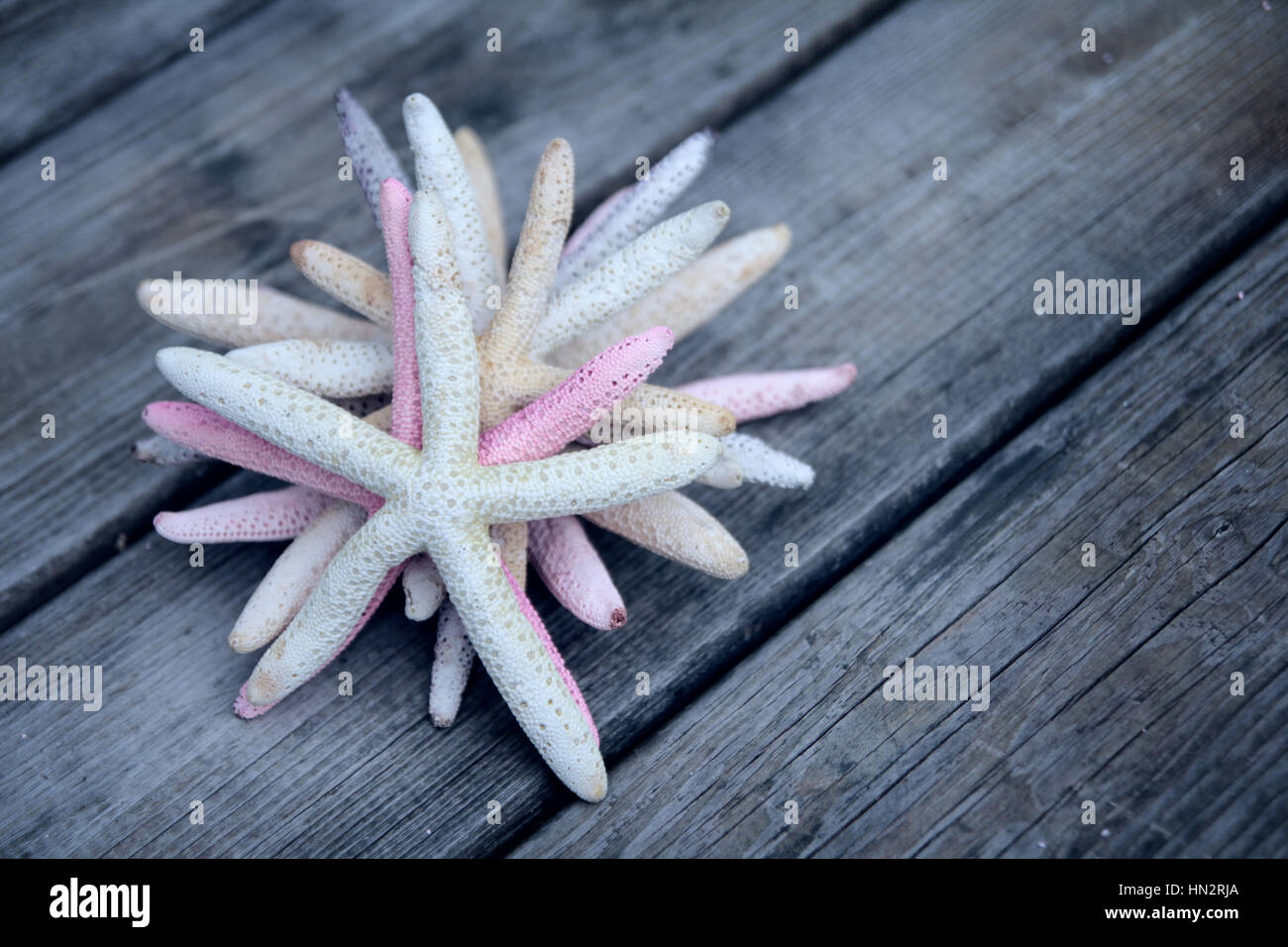 Seastar hi-res stock photography and images - Alamy