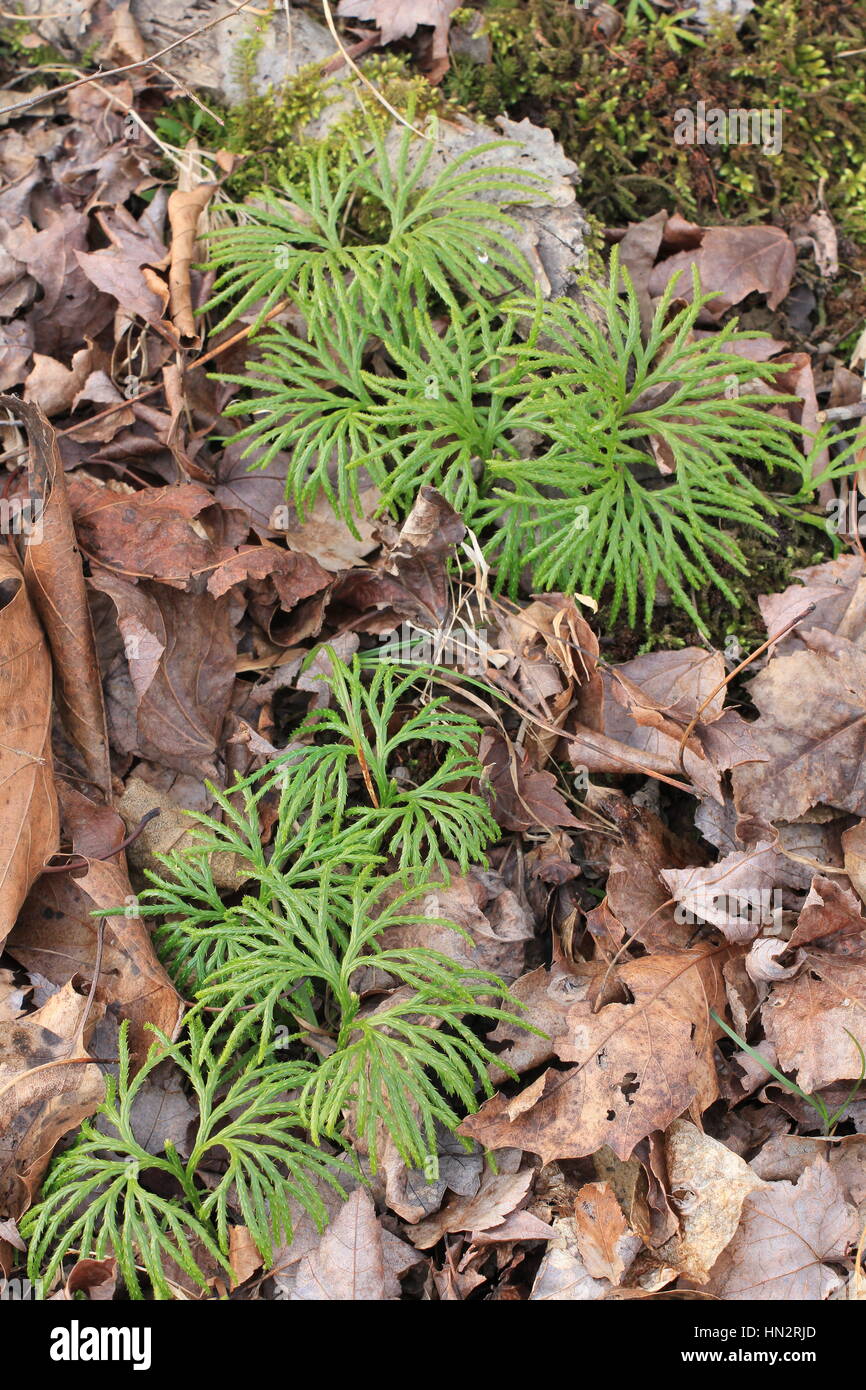 Lycopodium ground cover Stock Photo - Alamy