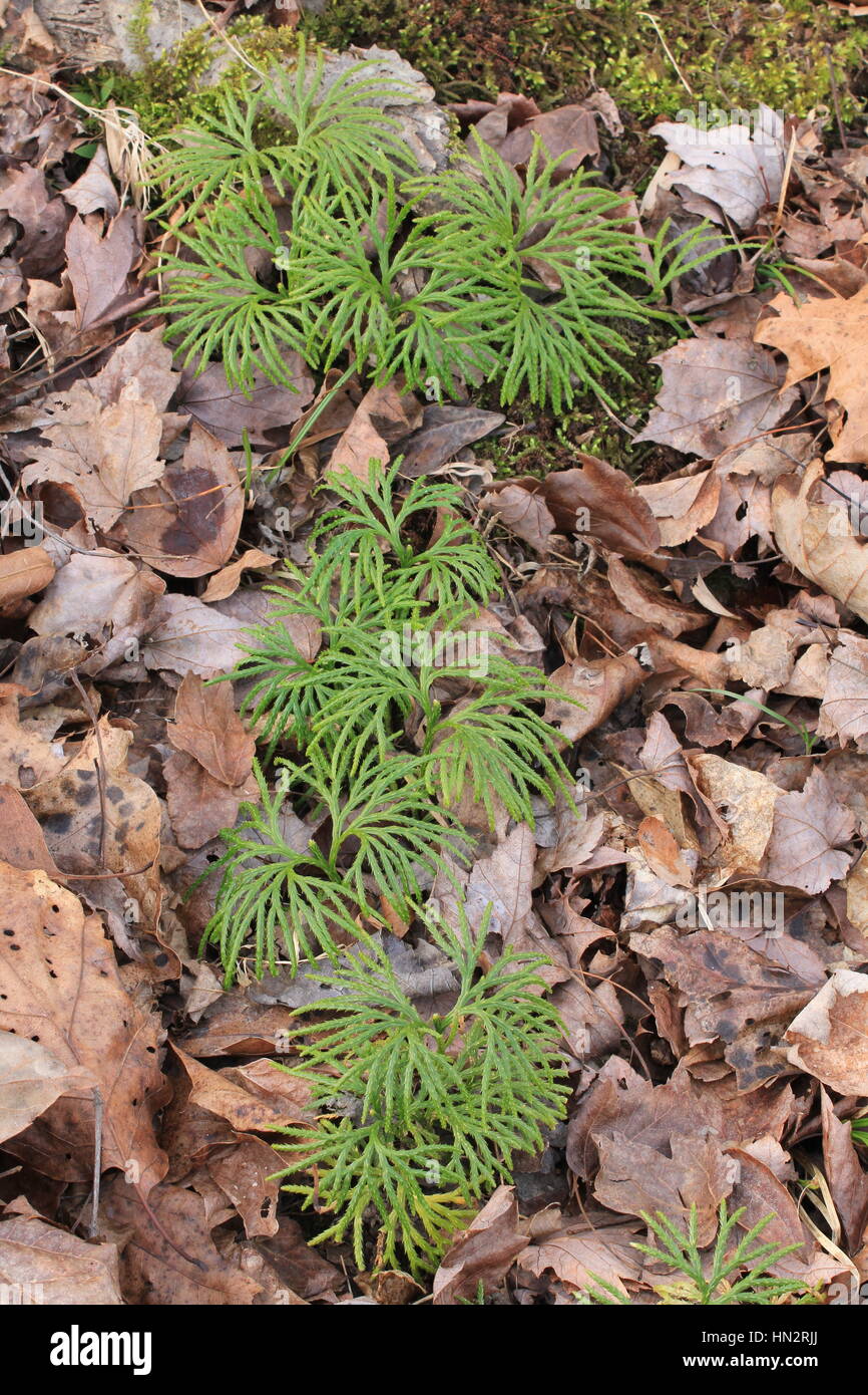 Lycopodium Ground Cover Stock Photo - Alamy