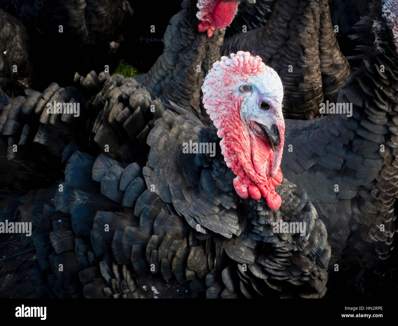 Turkey country farming hi-res stock photography and images - Alamy