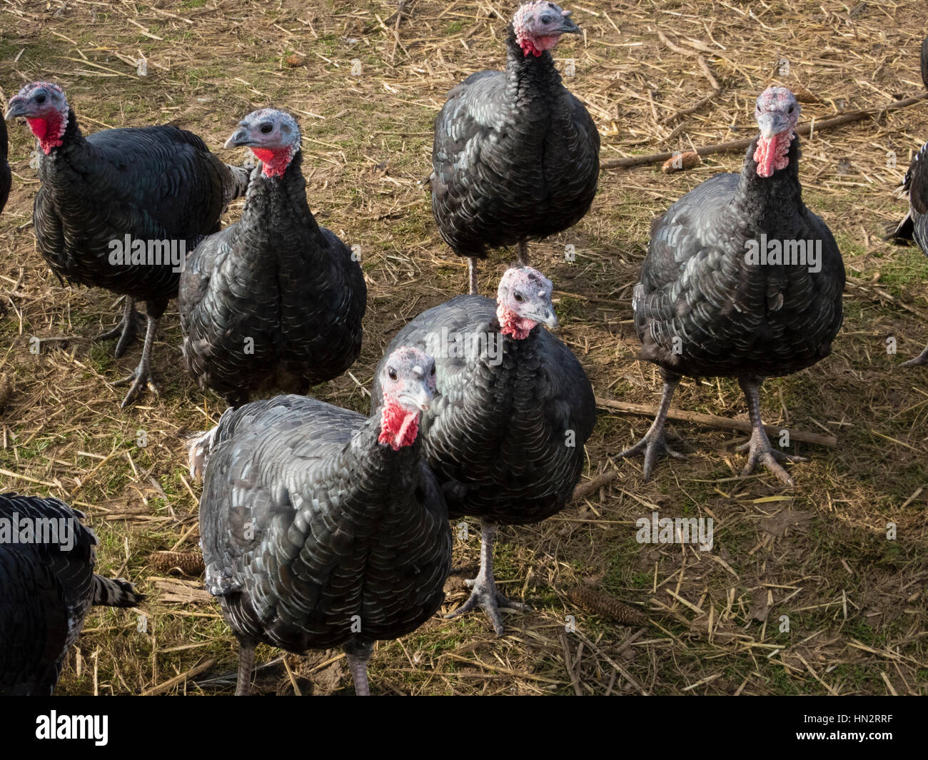 Turkey country farming hi-res stock photography and images - Alamy