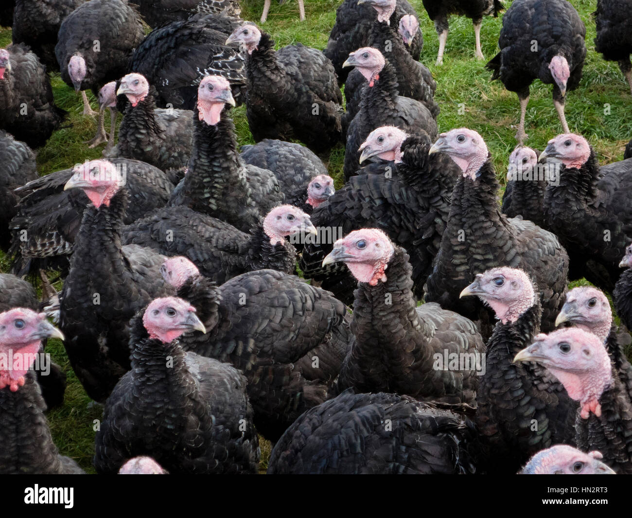 Turkey country farming hi-res stock photography and images - Alamy