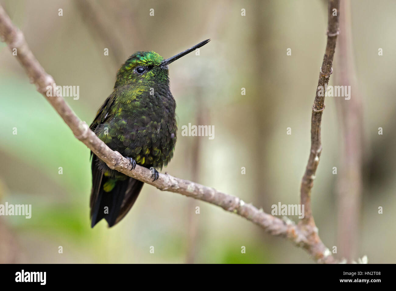 Black-thighed Puffleg (Eriocnemis derbyi), male, PNN Los Nevados Stock ...