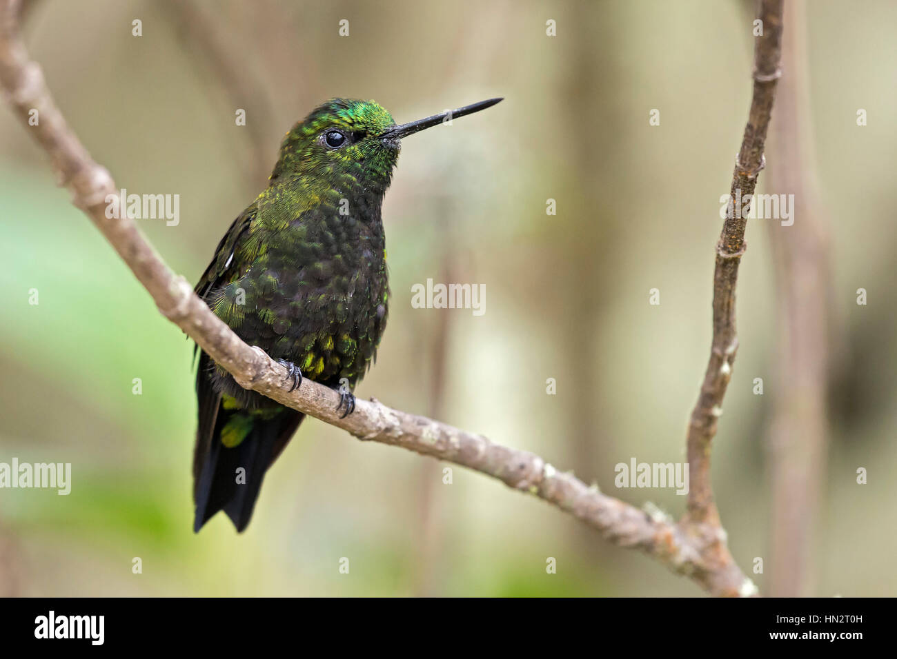 Black-thighed Puffleg (Eriocnemis derbyi), male, PNN Los Nevados Stock ...