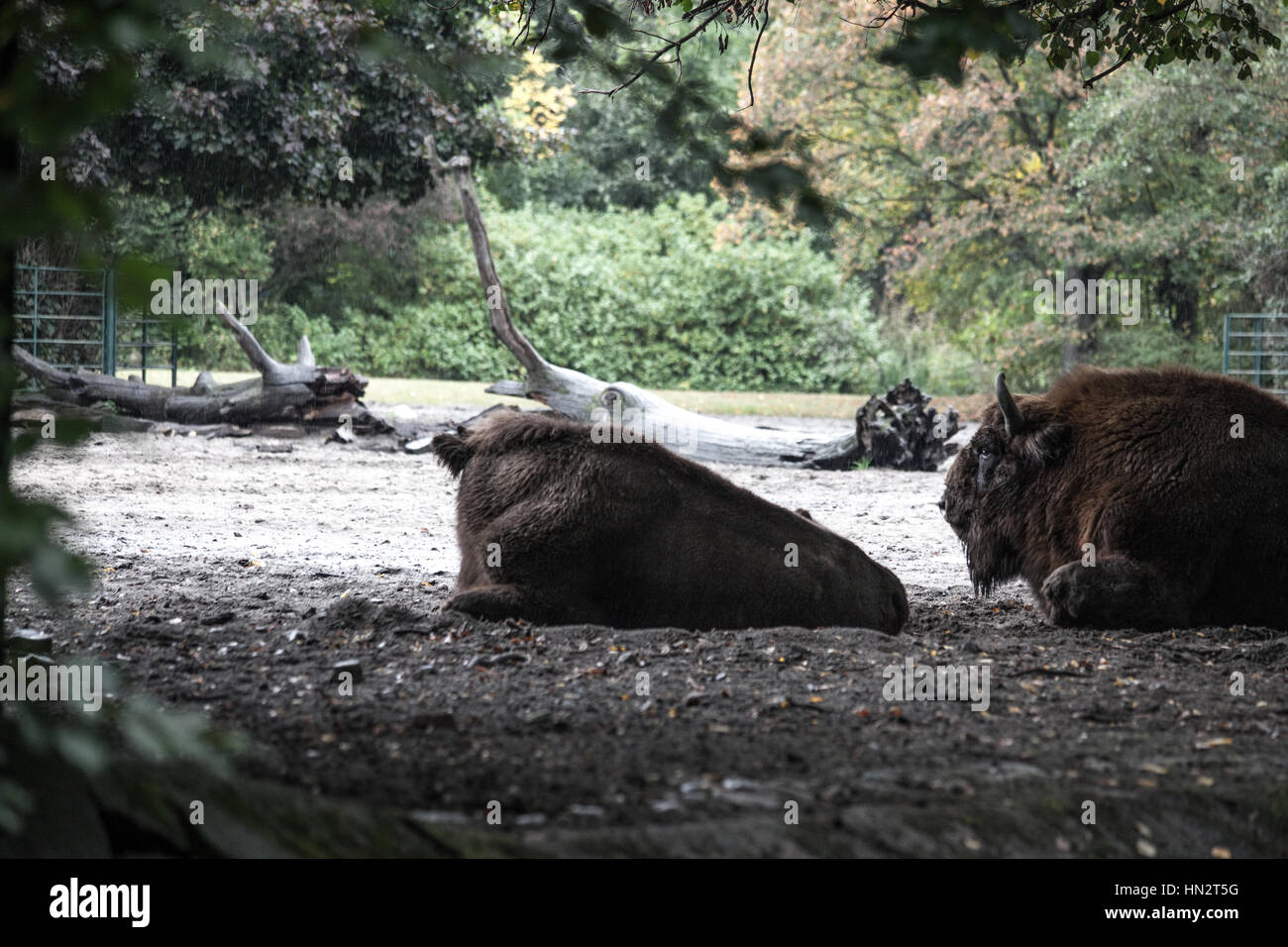 Really cute animals hi-res stock photography and images - Alamy