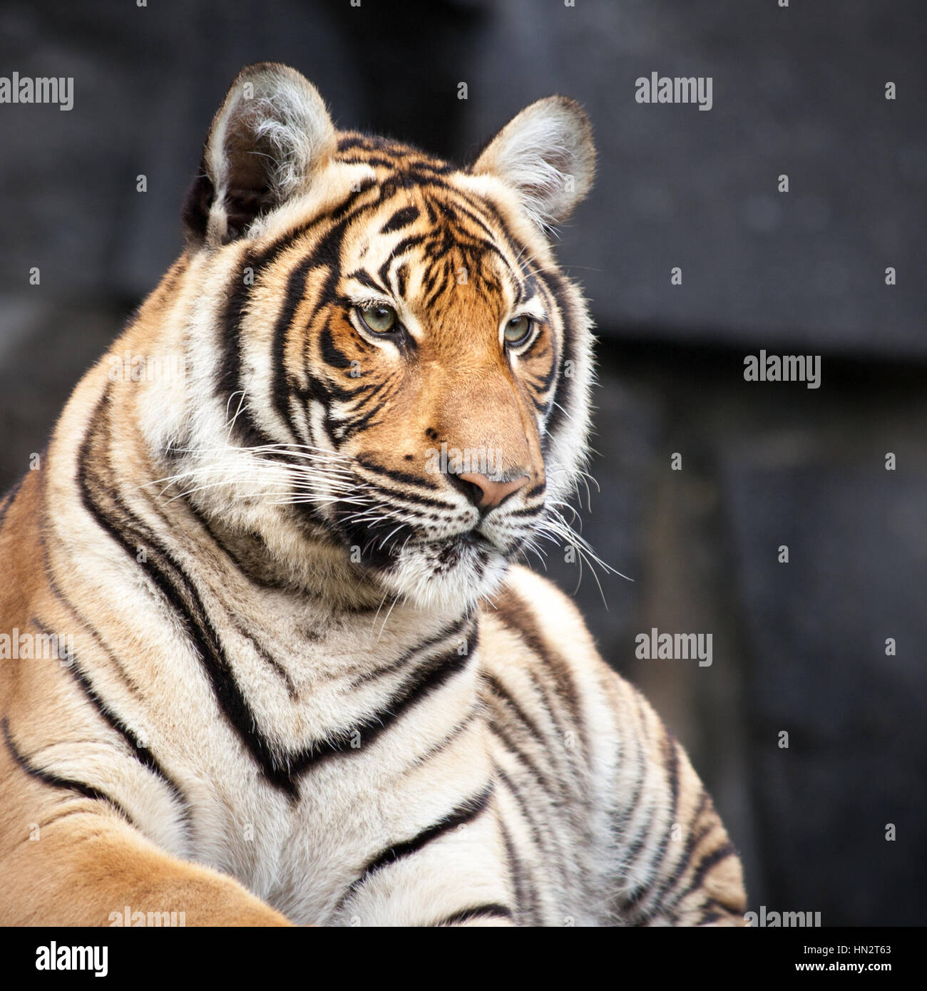 Animales safari hi-res stock photography and images - Alamy