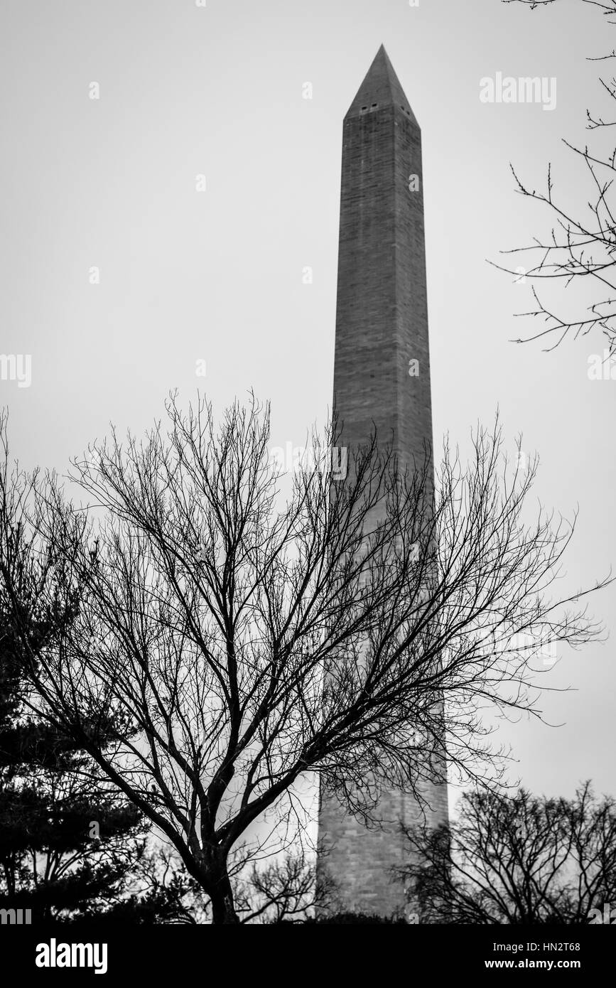Mysterious composition of the Washington Monument with bare winter tree ...