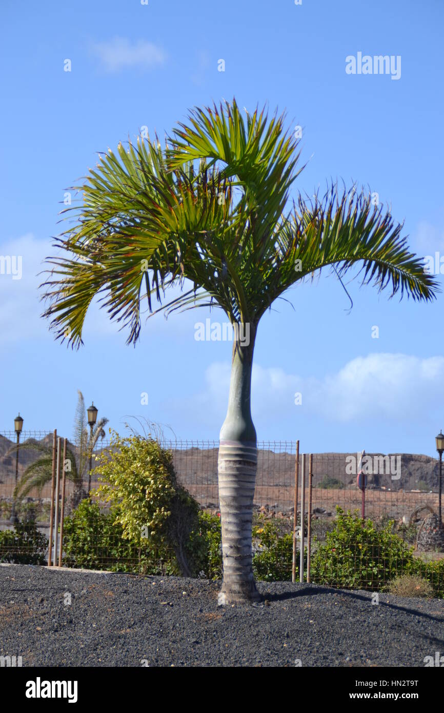 Unbranched stem plant hi-res stock photography and images - Alamy
