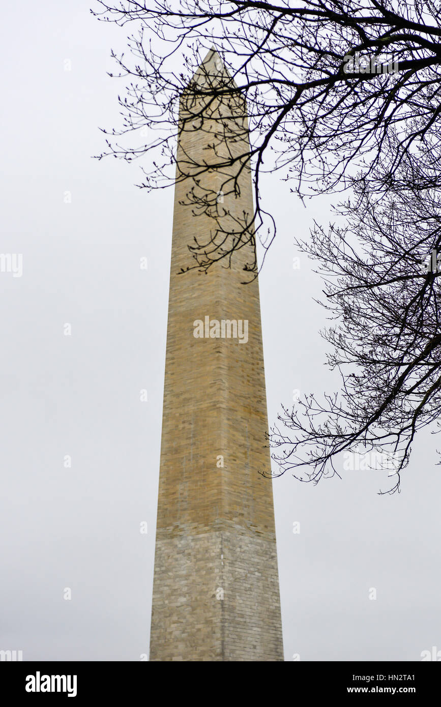 Artistic composition of the Washington Monument with bare winter tree ...