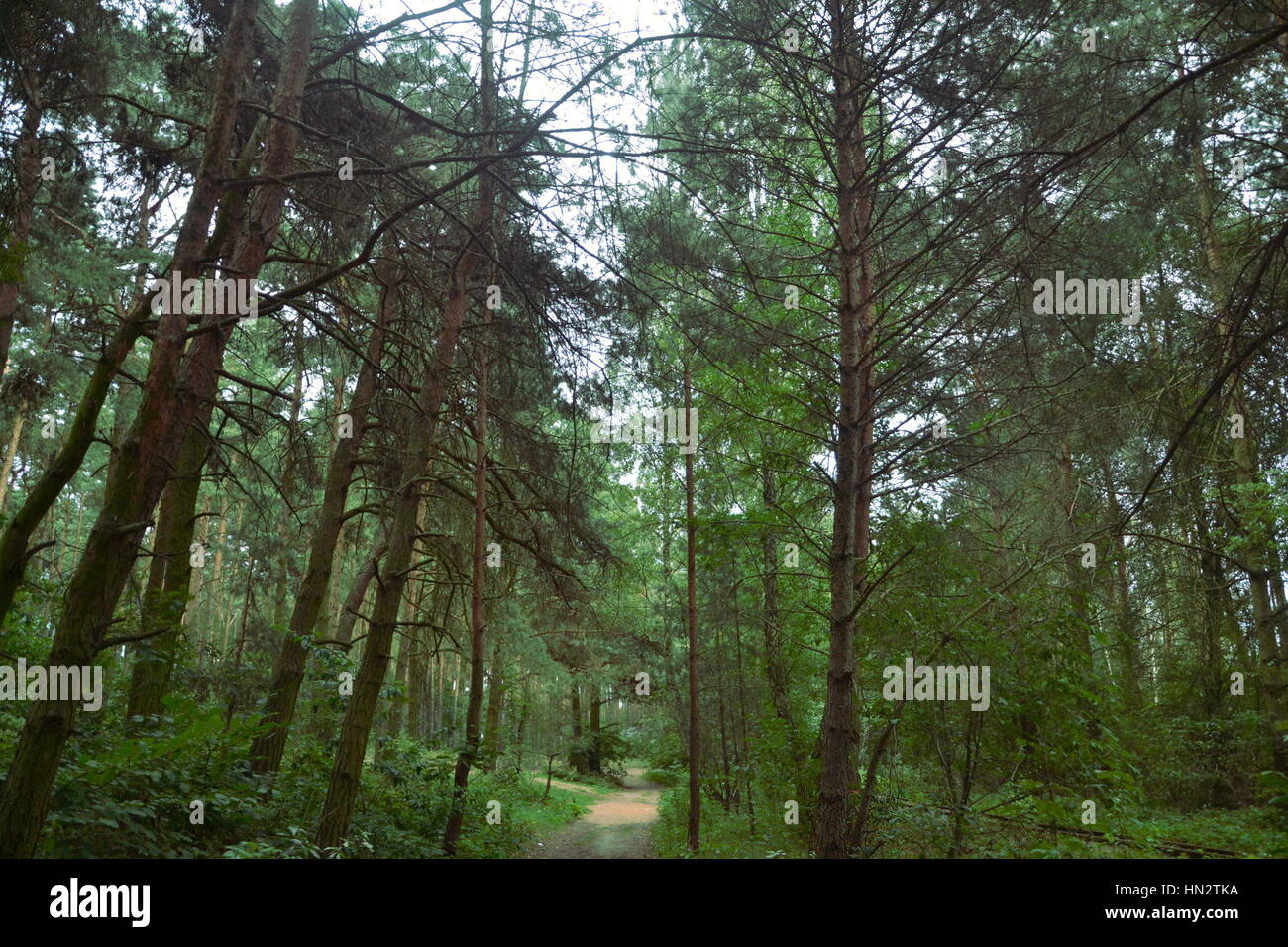 Real magic hi-res stock photography and images - Alamy