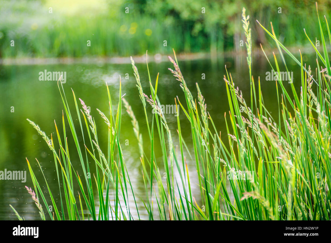 Long grasses with flowers on lakeside in summer Stock Photo - Alamy