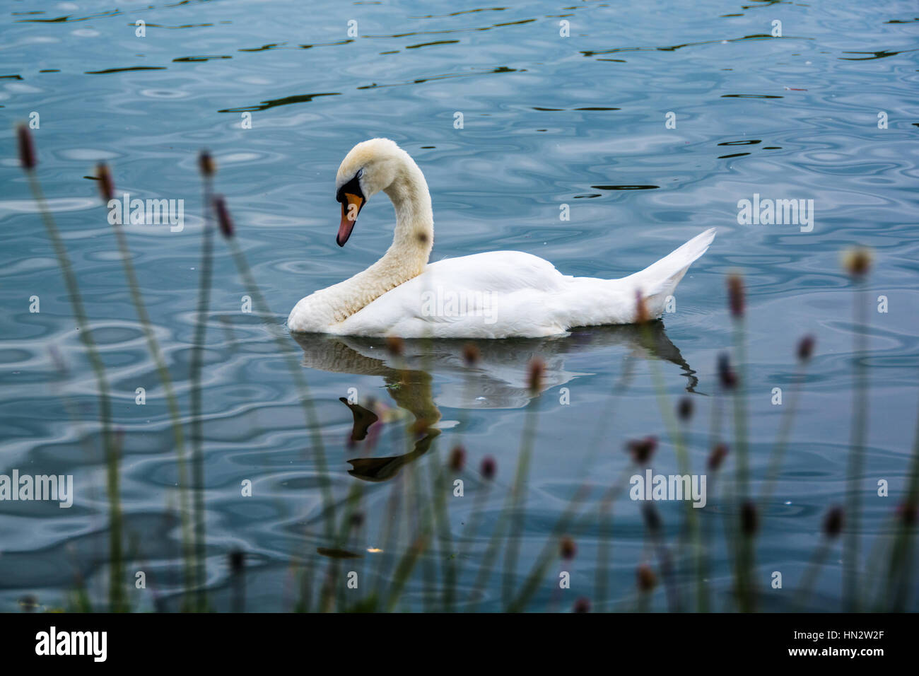 Sleepy swan floating in summer lake Stock Photo - Alamy