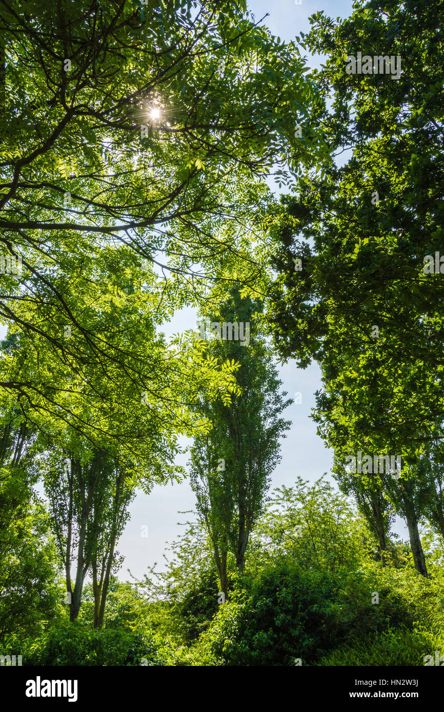 Sunlight shines on a bunch of Trees in summer Stock Photo - Alamy