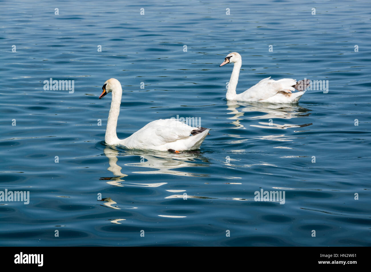 Two swans swimming together in a lake Stock Photo - Alamy