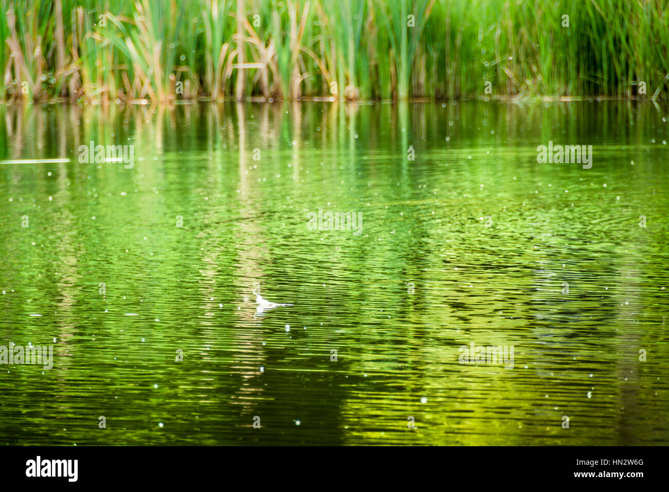 Beautiful reflection of summer lake - textured background Stock Photo ...