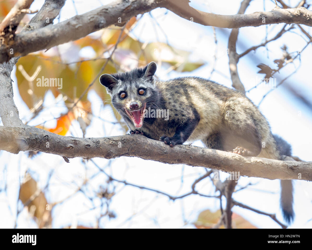 Indian civet hi-res stock photography and images - Alamy
