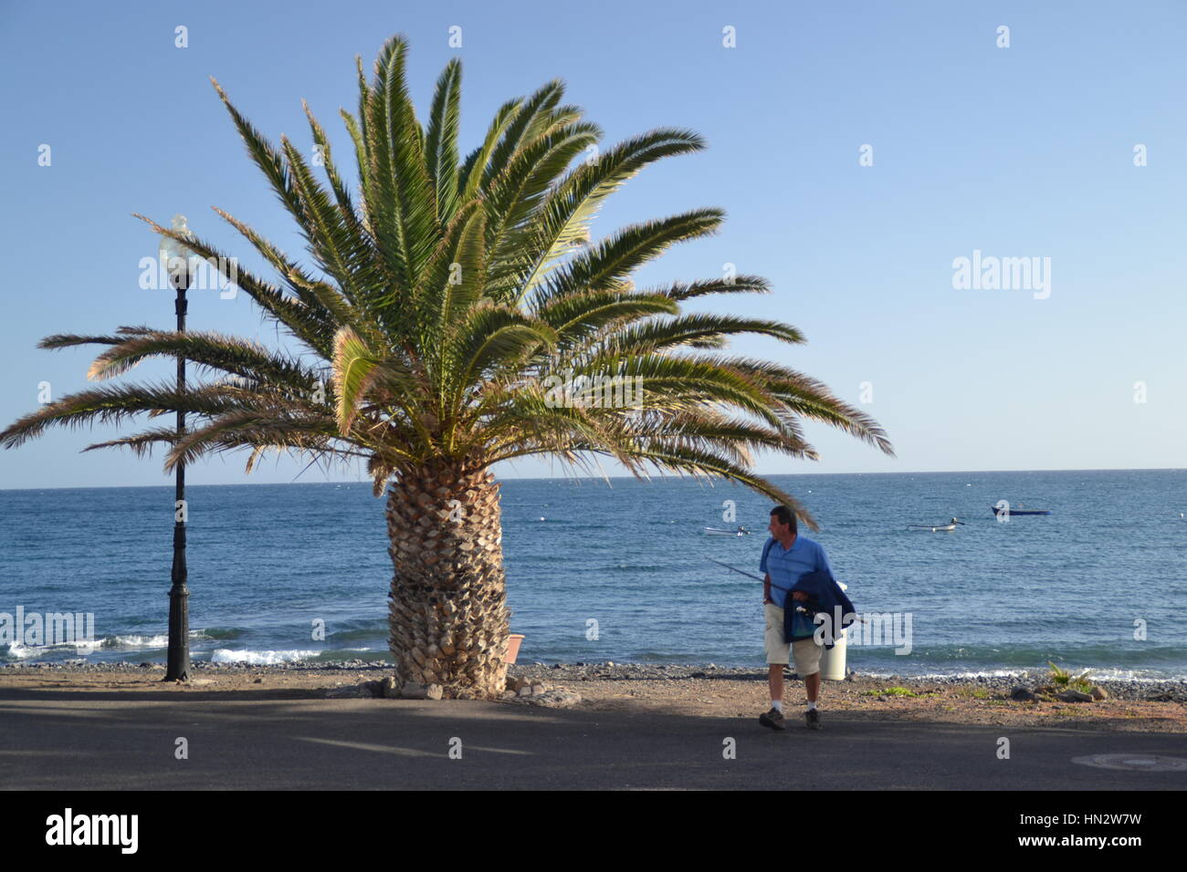 Unbranched evergreen tree hi-res stock photography and images - Alamy