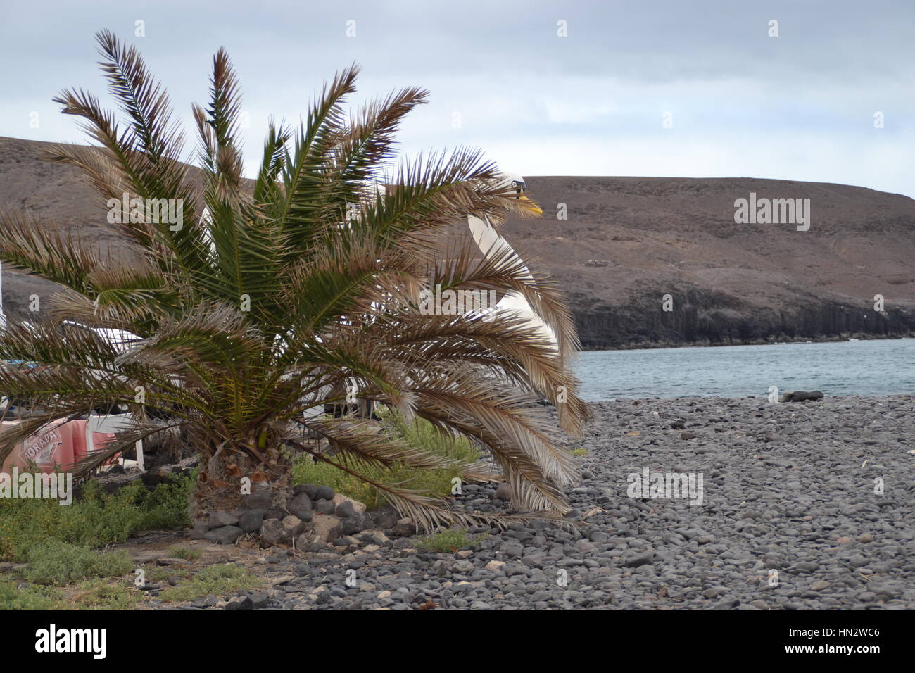 Unbranched evergreen tree hi-res stock photography and images - Alamy