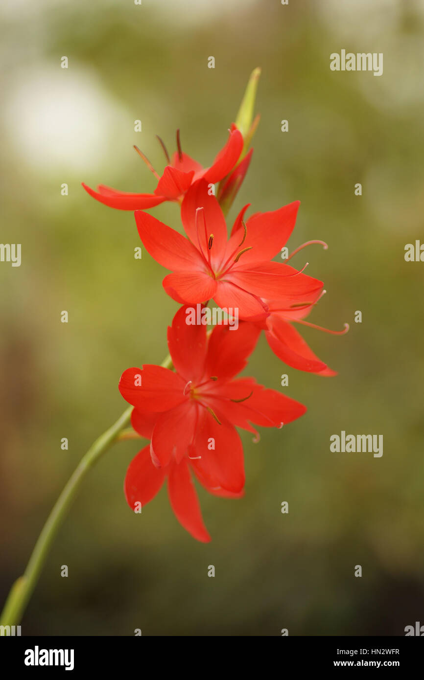 Hesperantha Coccinea Uk High Resolution Stock Photography and Images ...