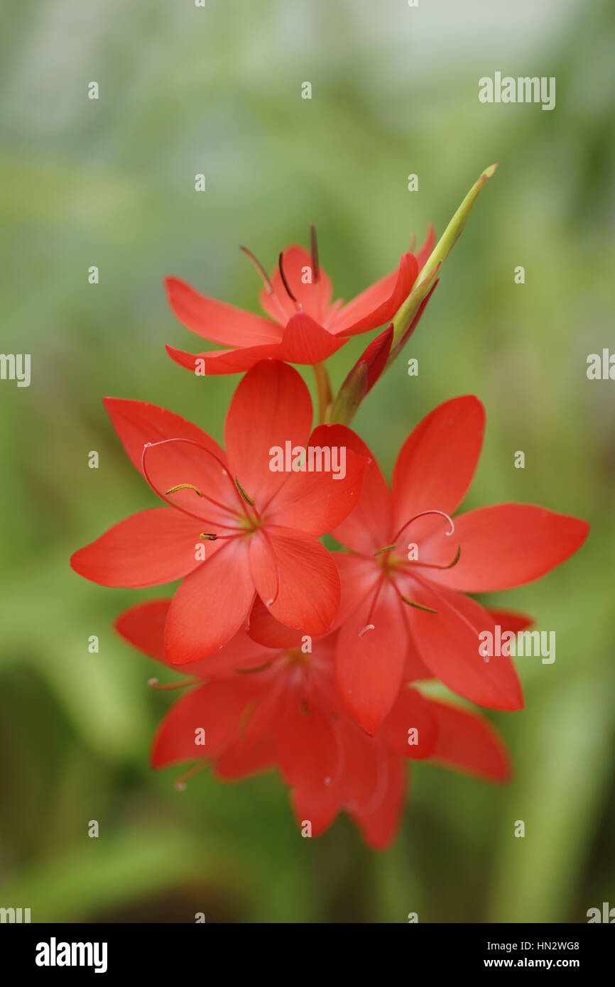 Hesperantha garden hi-res stock photography and images - Alamy