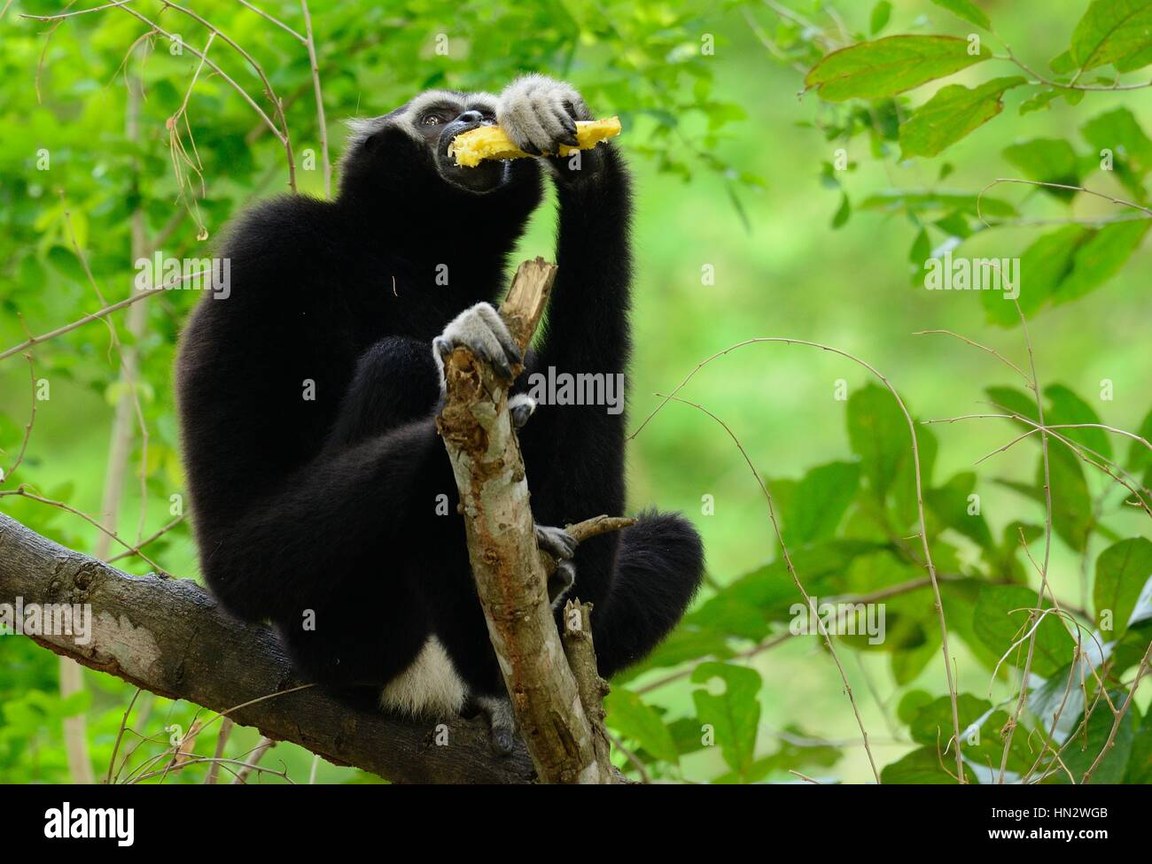 beautiful male Pileated gibbon (Hylobates pileatus) sitting on ground ...