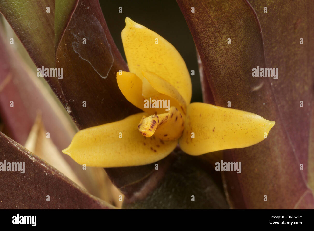Maxillaria hi-res stock photography and images - Alamy