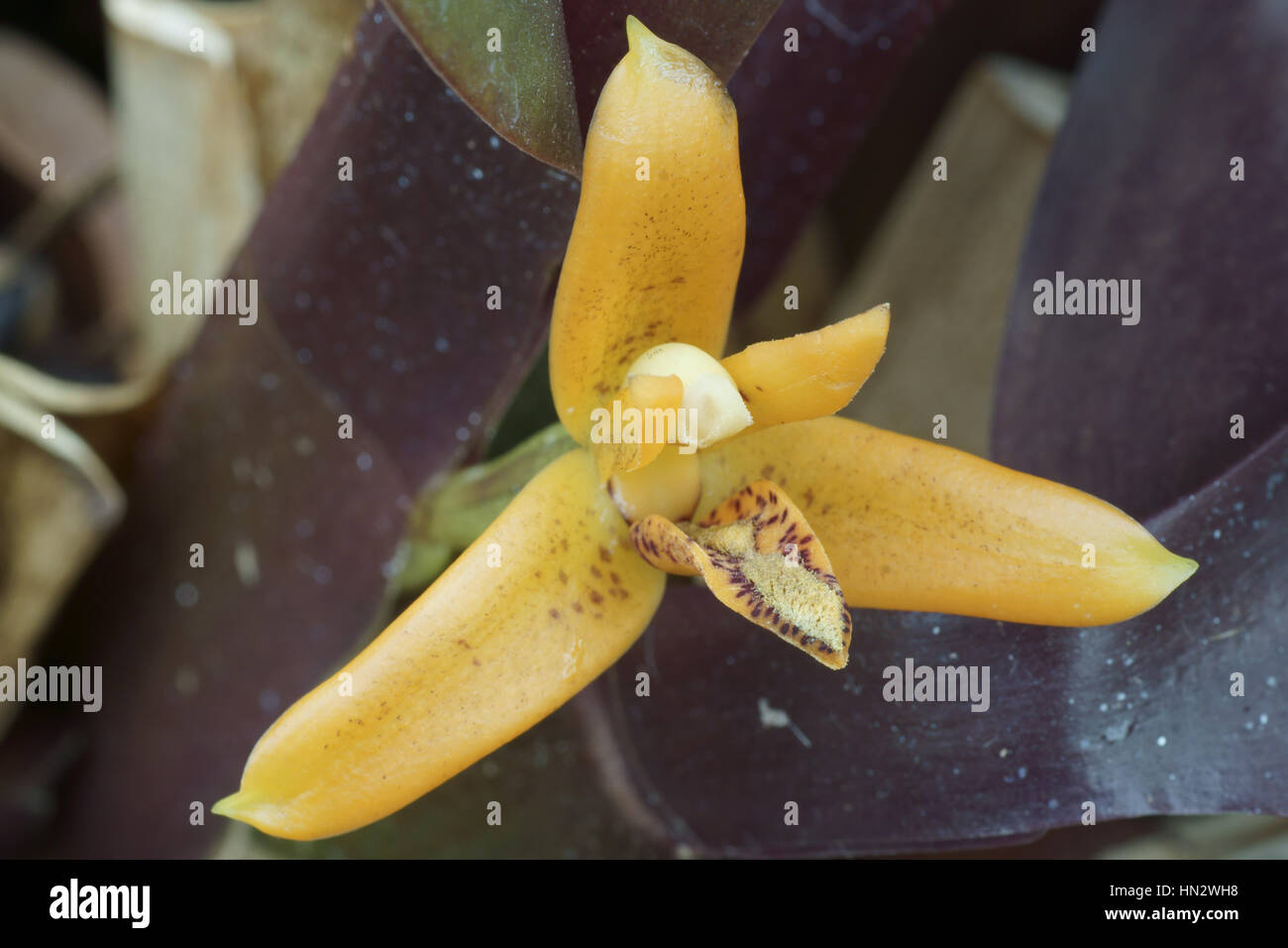 Maxillaria hi-res stock photography and images - Alamy