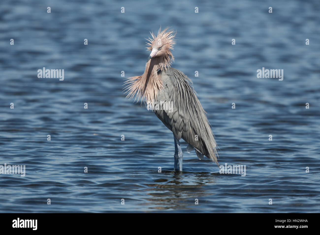 Reddish bill base hi-res stock photography and images - Alamy