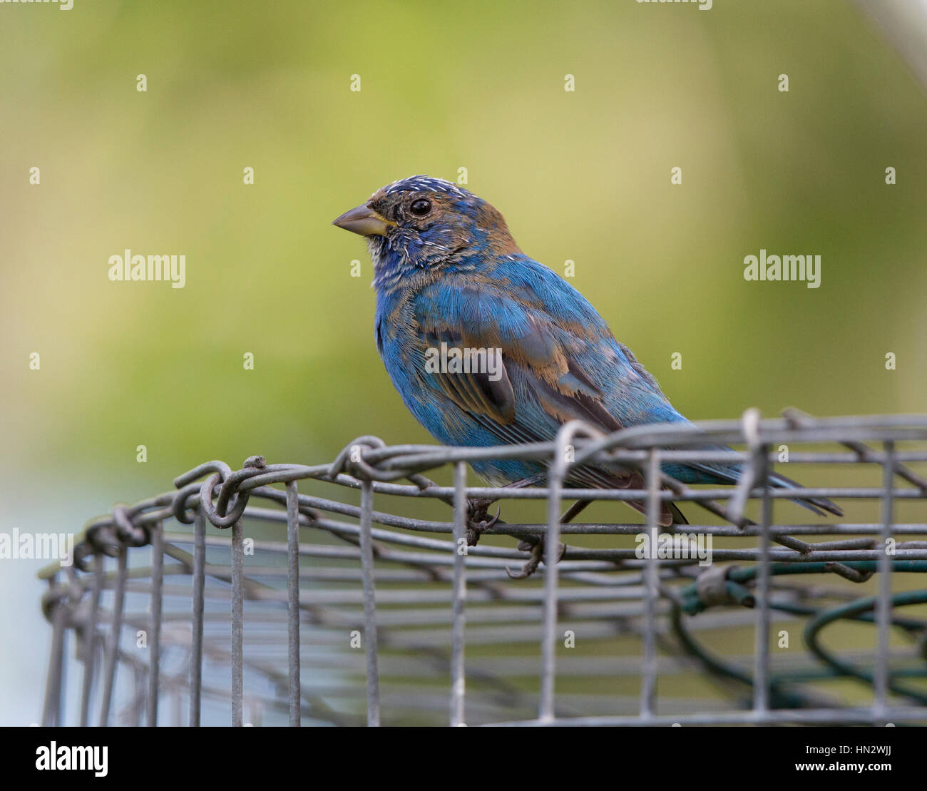 Florida insects hi-res stock photography and images - Alamy