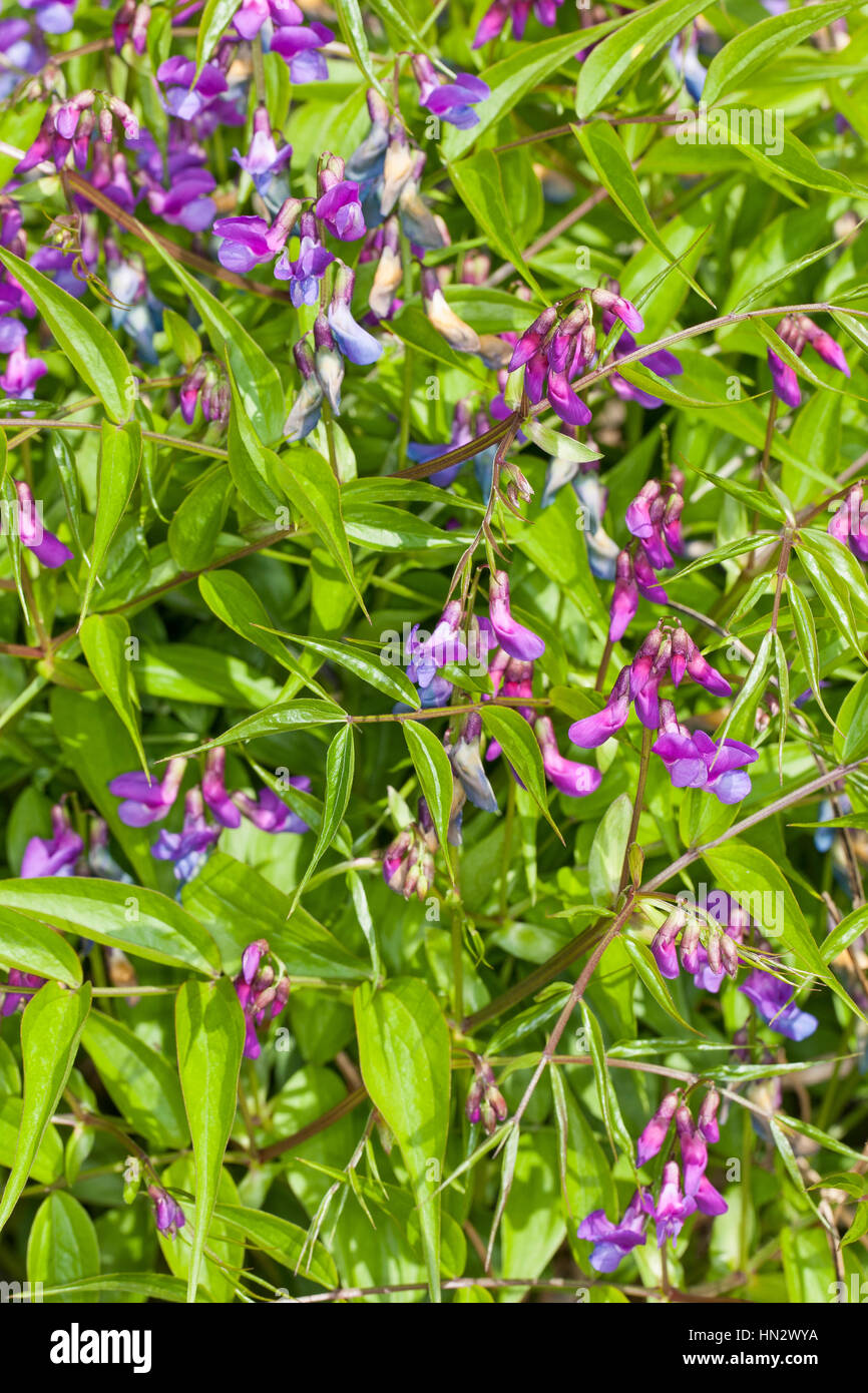 Frühlings-Platterbse, Frühlingsplatterbse, Zarte Platterbse, Lathyrus ...