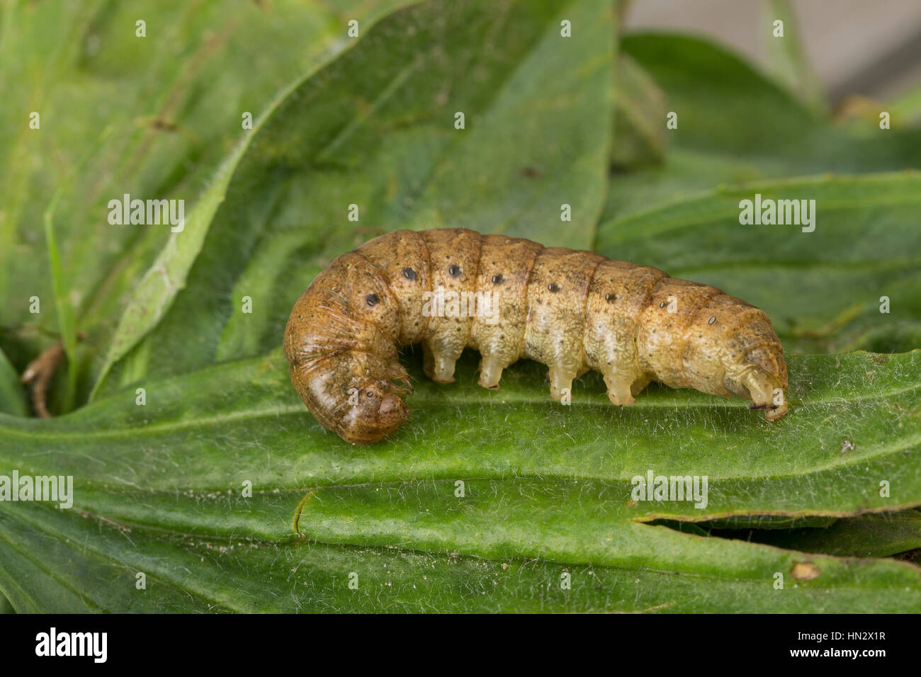 Gelbe Bandeule, Raupe, Bunte Bandeule, Große Bandeule, Noctua fimbriata ...